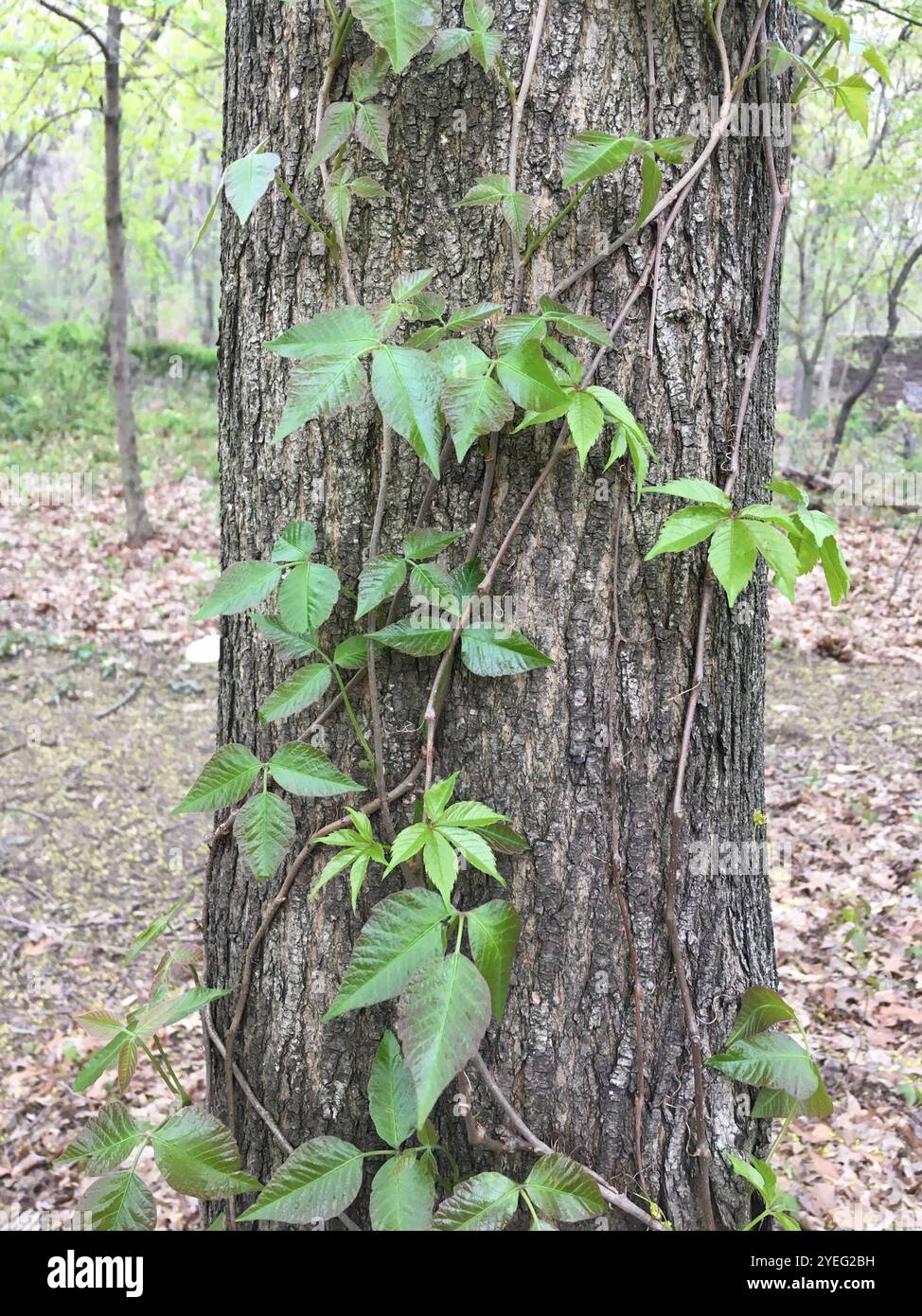 eastern poison ivy (Toxicodendron radicans Stock Photo - Alamy