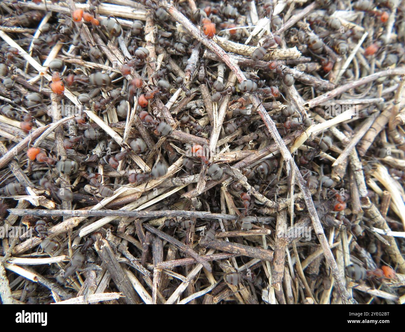 Western Thatching Ant (Formica obscuripes Stock Photo - Alamy