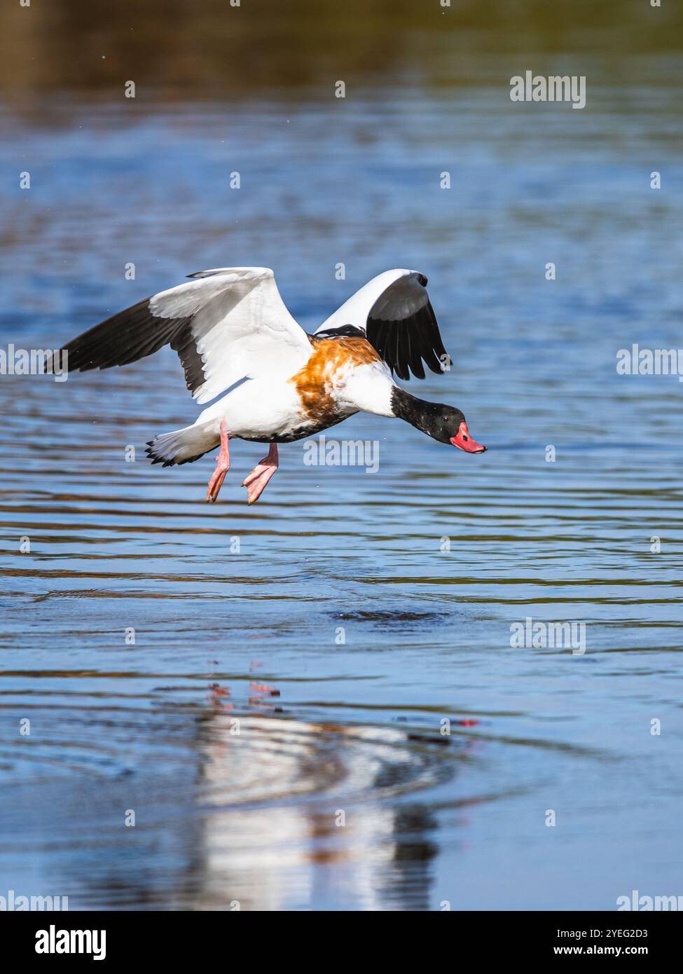 Flight and fight hi-res stock photography and images - Alamy