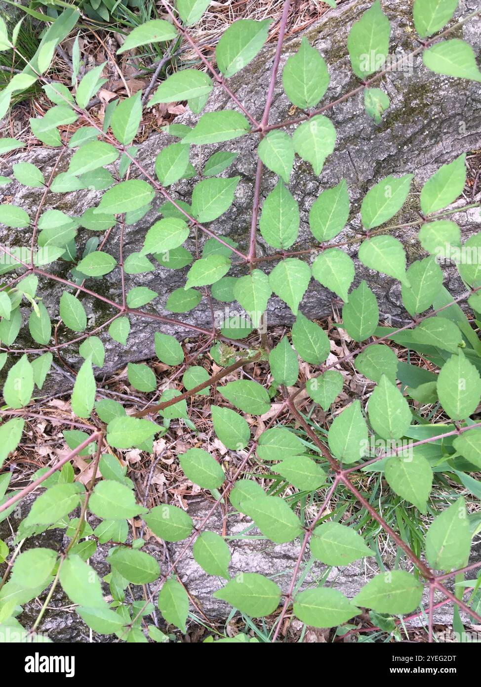 Japanese angelica tree (Aralia elata Stock Photo - Alamy