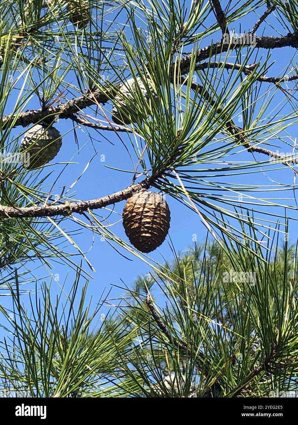 pond pine (Pinus serotina Stock Photo - Alamy