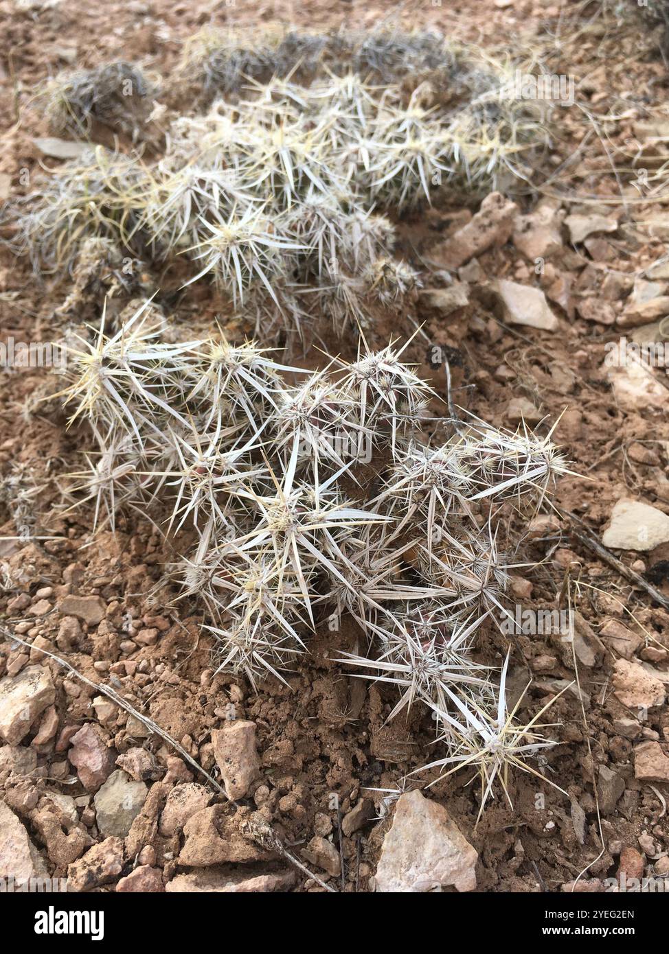 Club-cholla (Grusonia clavata Stock Photo - Alamy