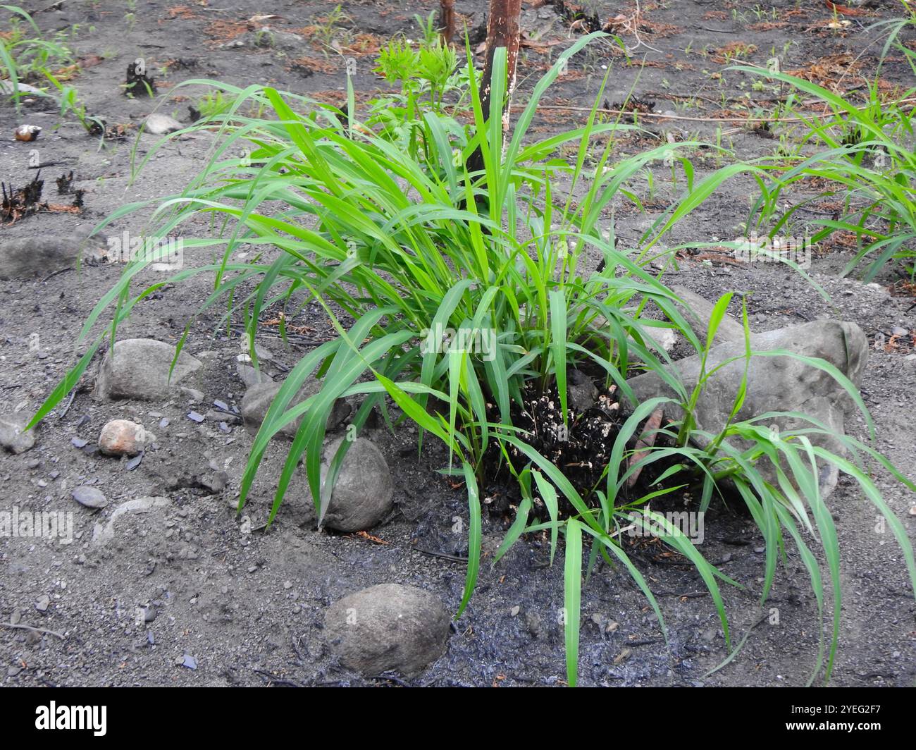 guinea grass (Megathyrsus maximus Stock Photo - Alamy