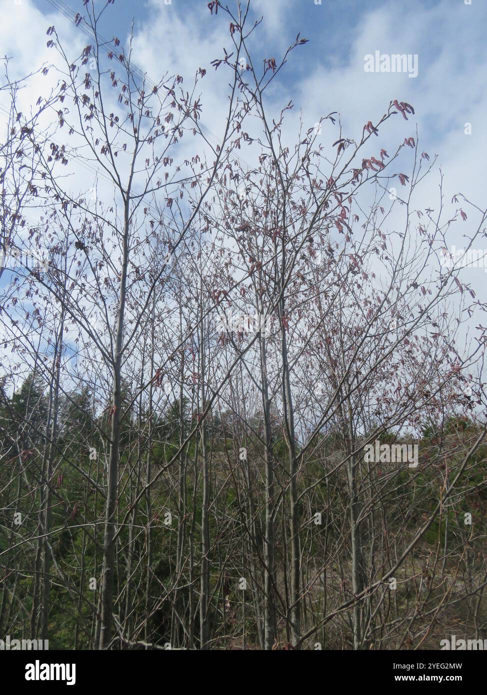 Red Alder (Alnus rubra Stock Photo - Alamy