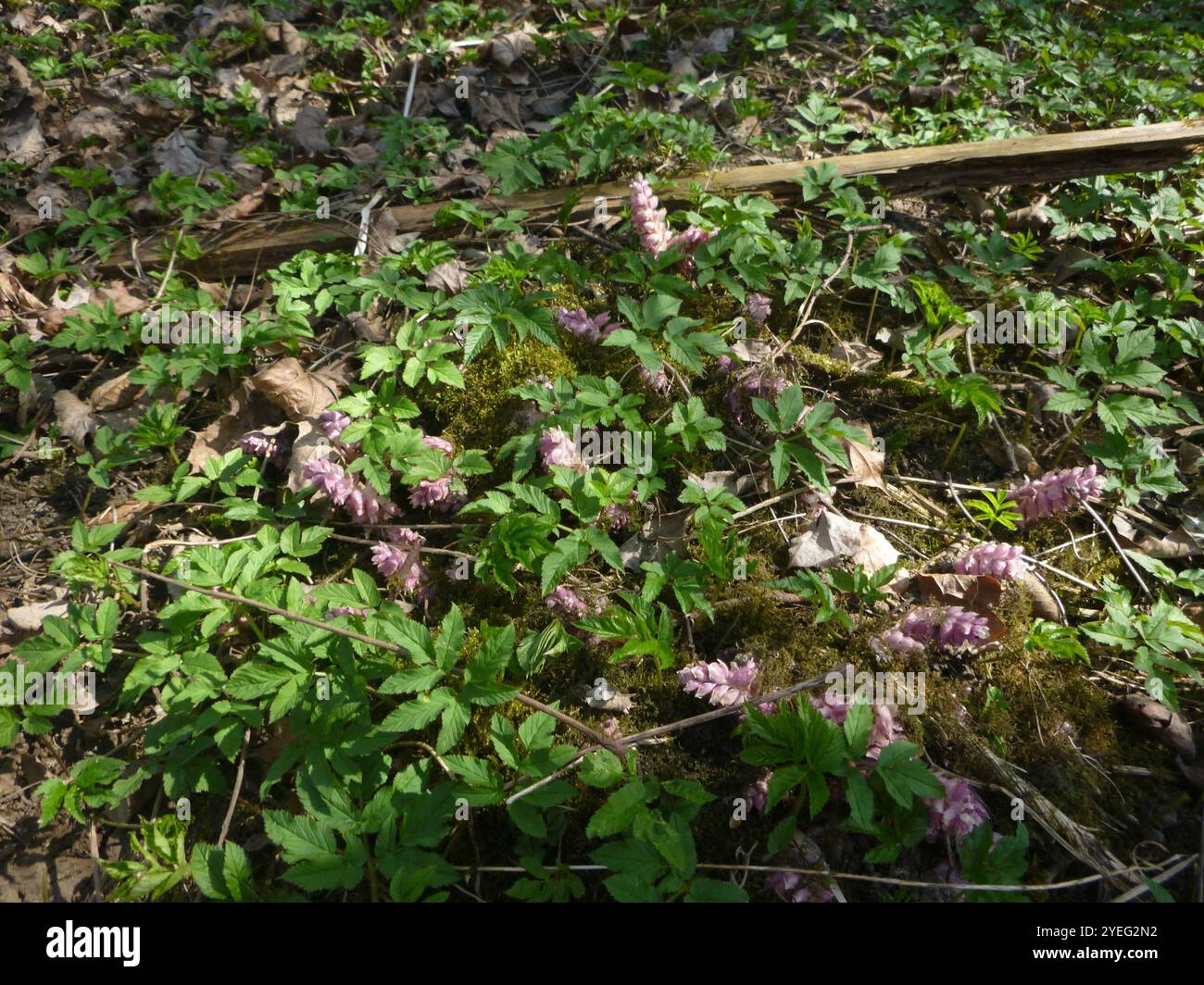 Common Toothwort (Lathraea squamaria Stock Photo - Alamy