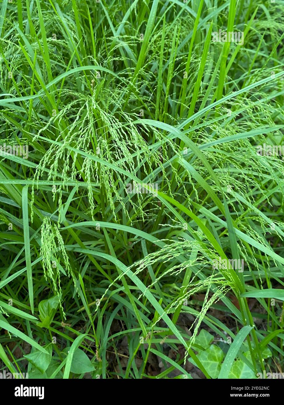 Fowl Mannagrass (Glyceria striata Stock Photo - Alamy