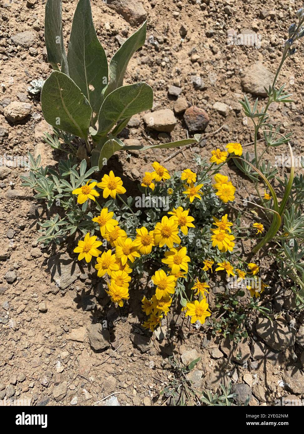 common woolly sunflower (Eriophyllum lanatum Stock Photo - Alamy