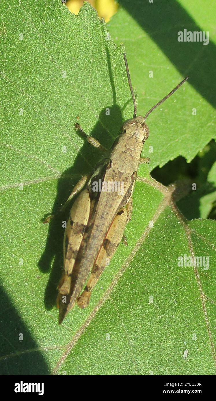 Spur-throated Grasshoppers (Catantopinae Stock Photo - Alamy