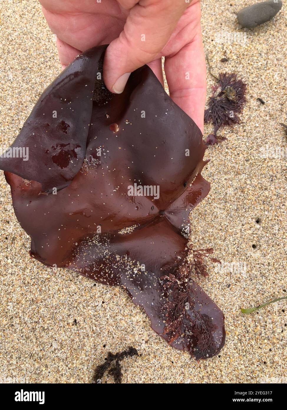 Iridescent Algae (Mazzaella Stock Photo - Alamy