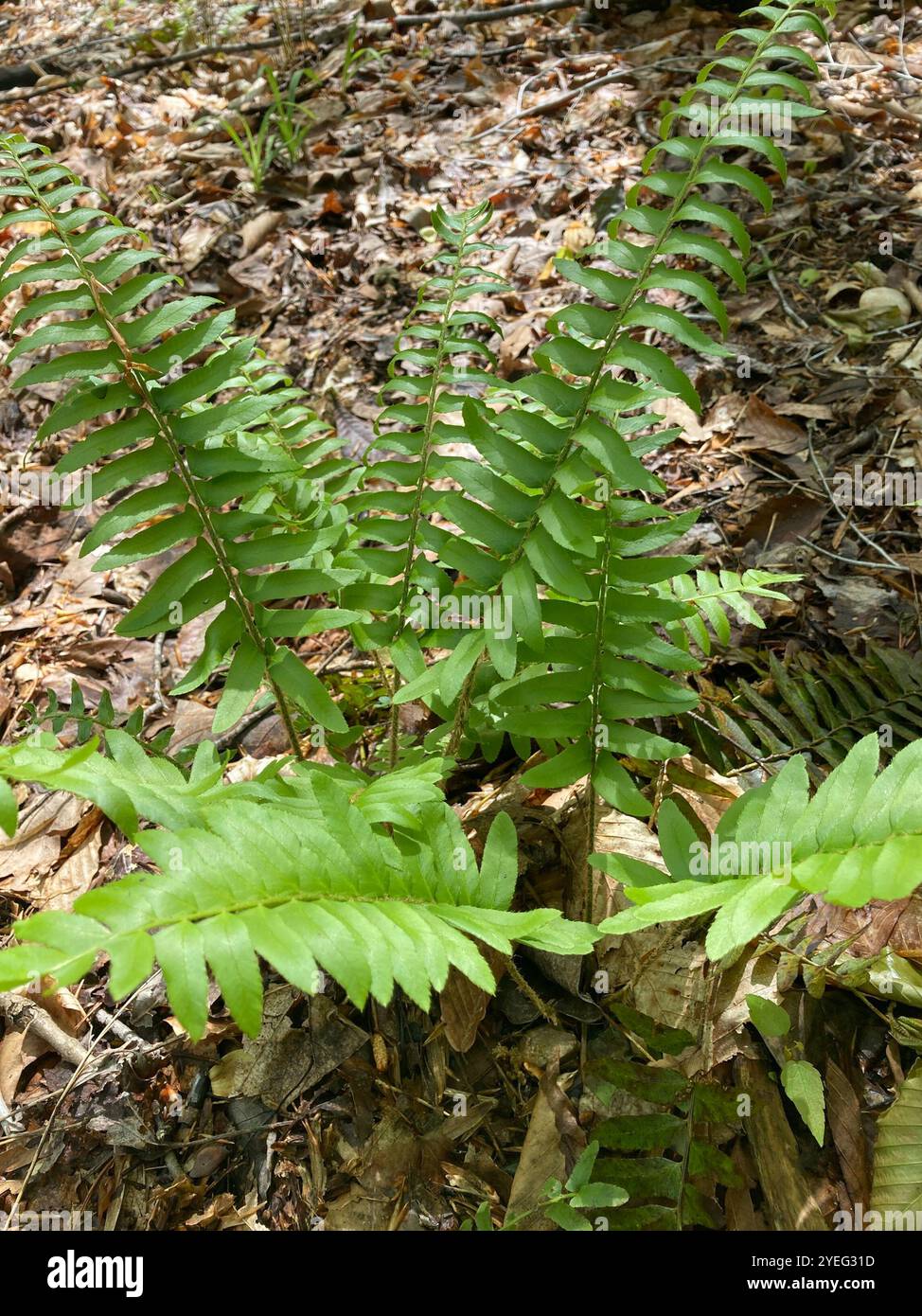 Christmas fern (Polystichum acrostichoides Stock Photo - Alamy