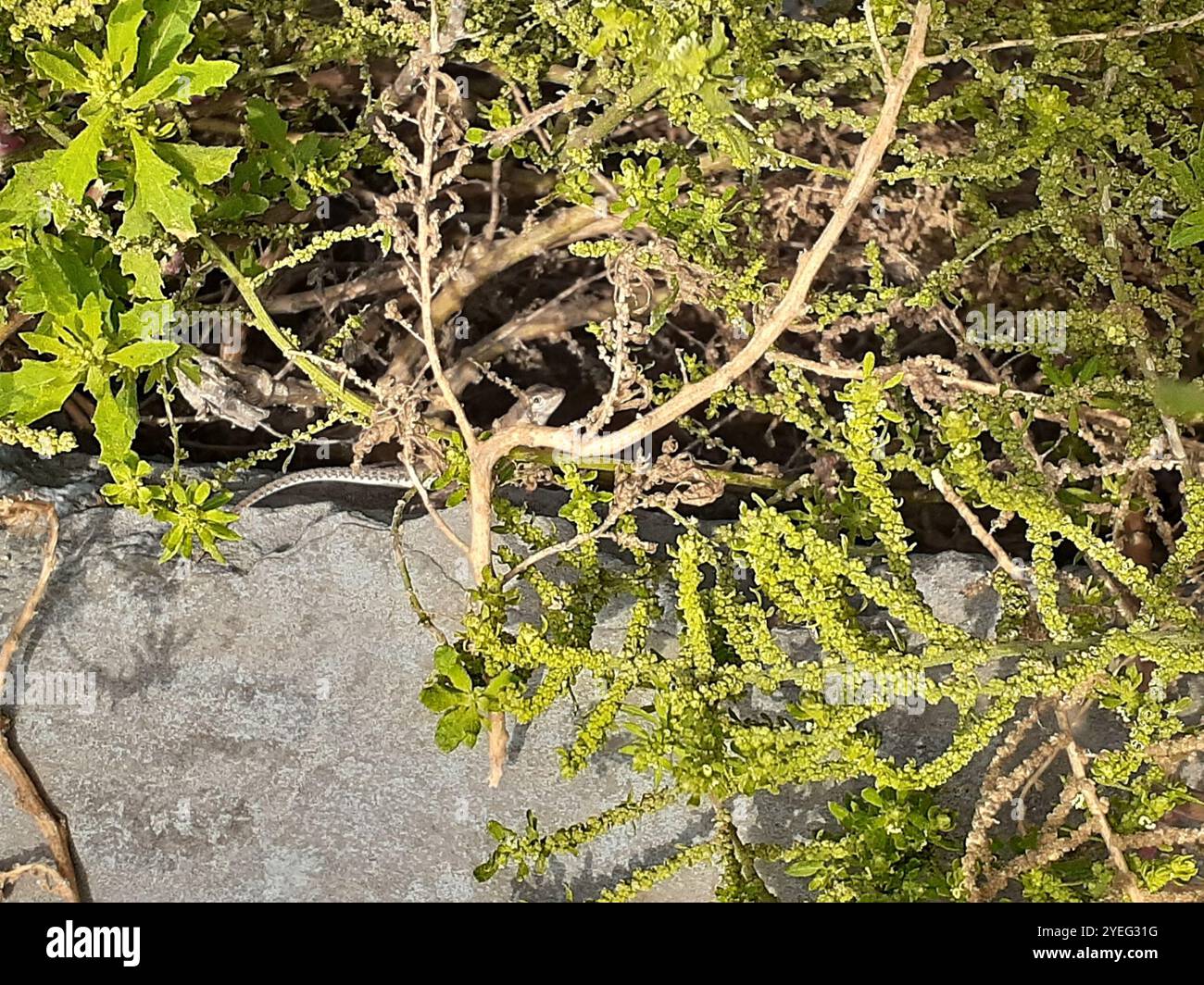 Neotropical Ground Lizards (Tropiduridae Stock Photo - Alamy