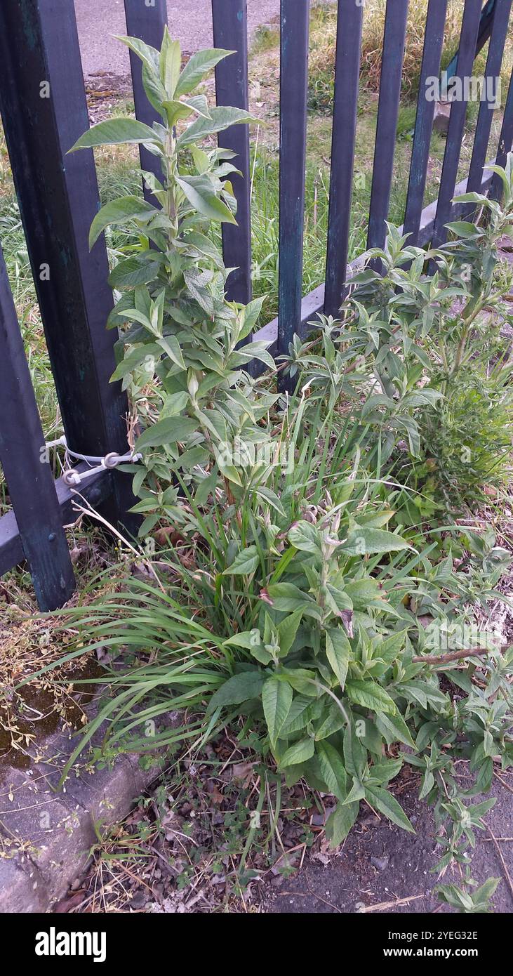 Butterfly bush (Buddleja davidii Stock Photo - Alamy