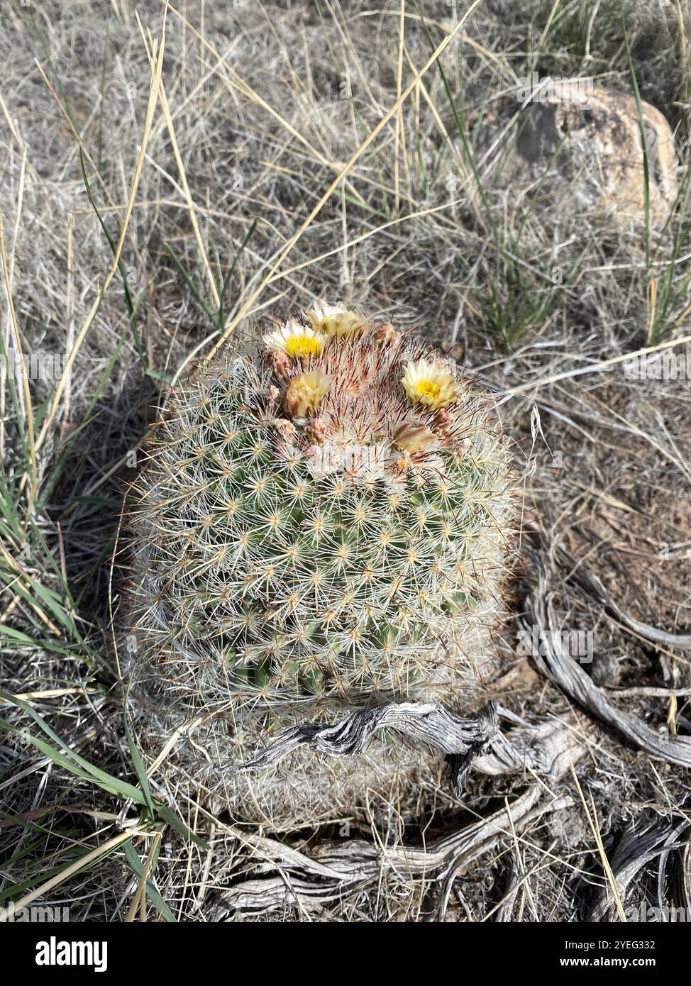 Mountain Ball Cactus (Pediocactus simpsonii Stock Photo - Alamy