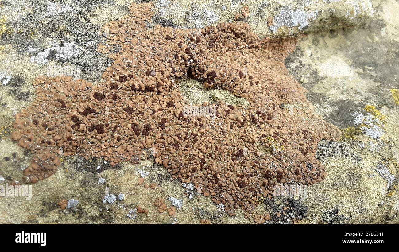 Fishscale Lichens (Psora Stock Photo - Alamy