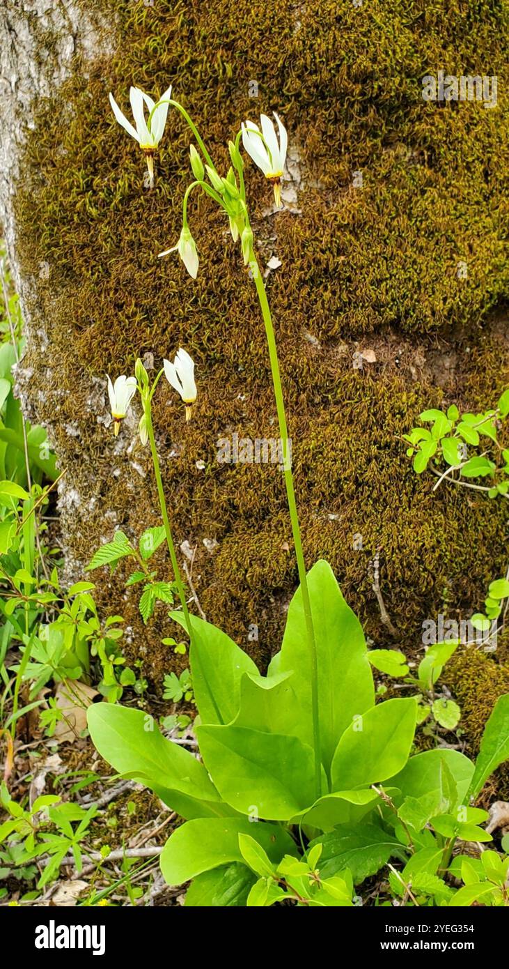 eastern shooting star (Primula meadia Stock Photo - Alamy