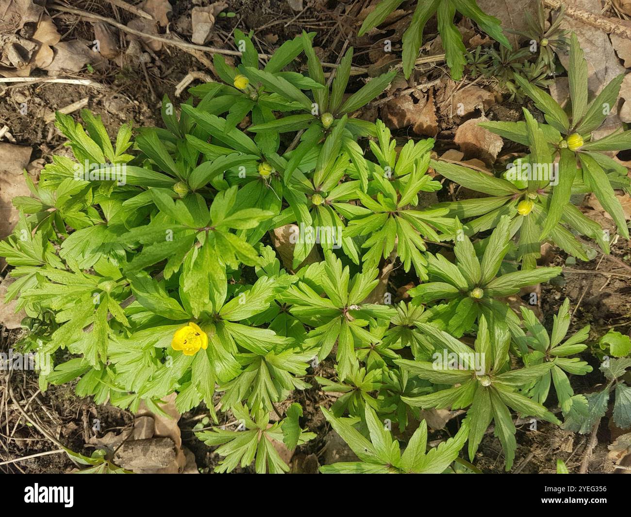 Yellow anemone anemonoides ranunculoides hi-res stock photography and ...