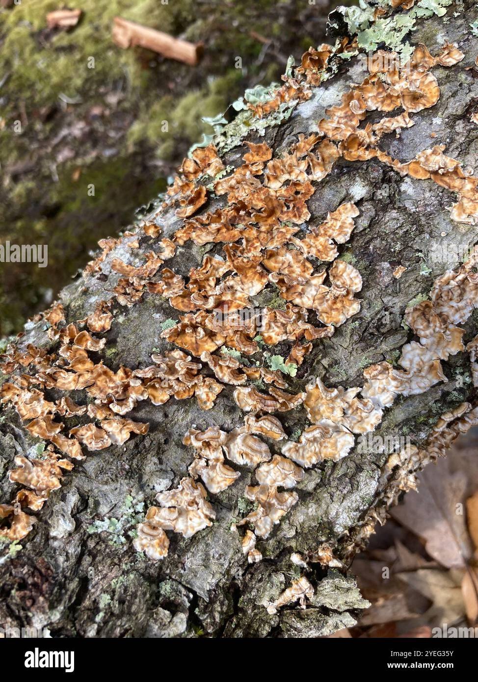 crowded parchment (Stereum complicatum Stock Photo - Alamy