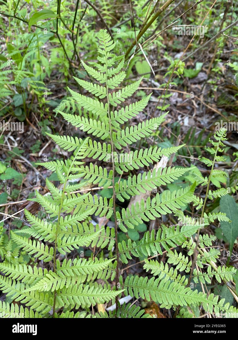 southern lady fern (Athyrium asplenioides Stock Photo - Alamy