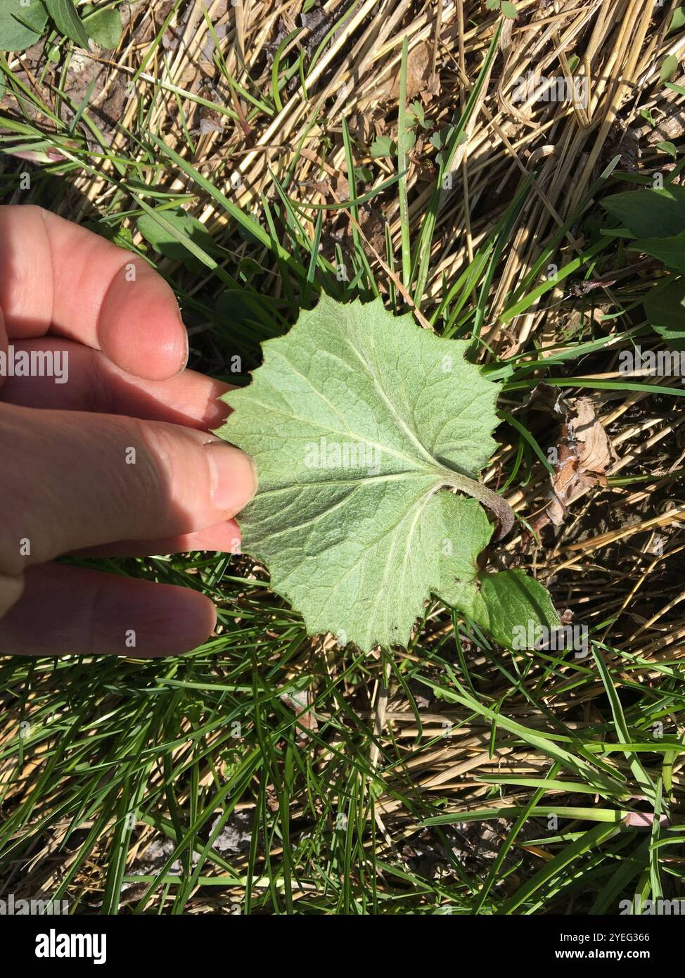 Giant Butterbur (Petasites japonicus Stock Photo - Alamy