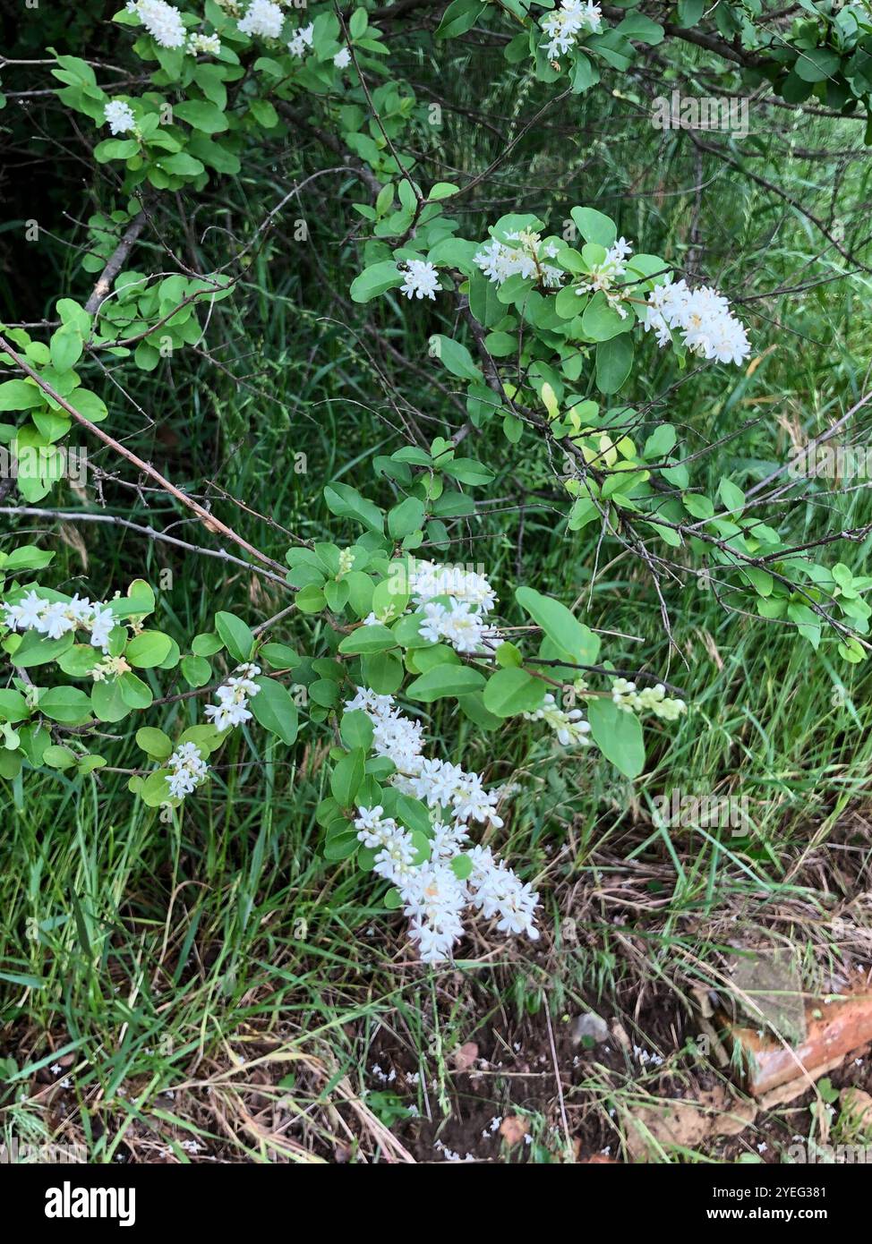 Chinese privet (Ligustrum sinense Stock Photo - Alamy