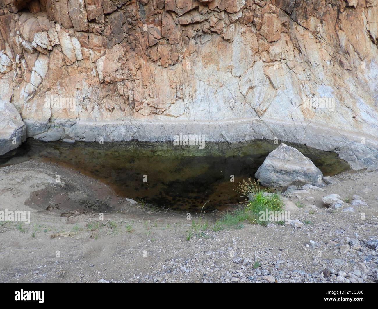 Marbled rubber frog (Phrynomantis annectens Stock Photo - Alamy