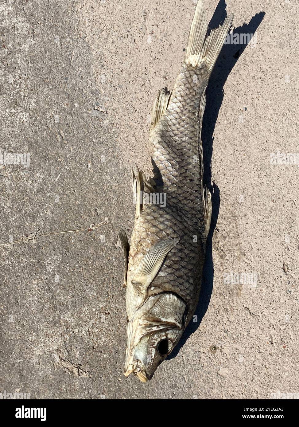 European Carp (Cyprinus carpio Stock Photo - Alamy