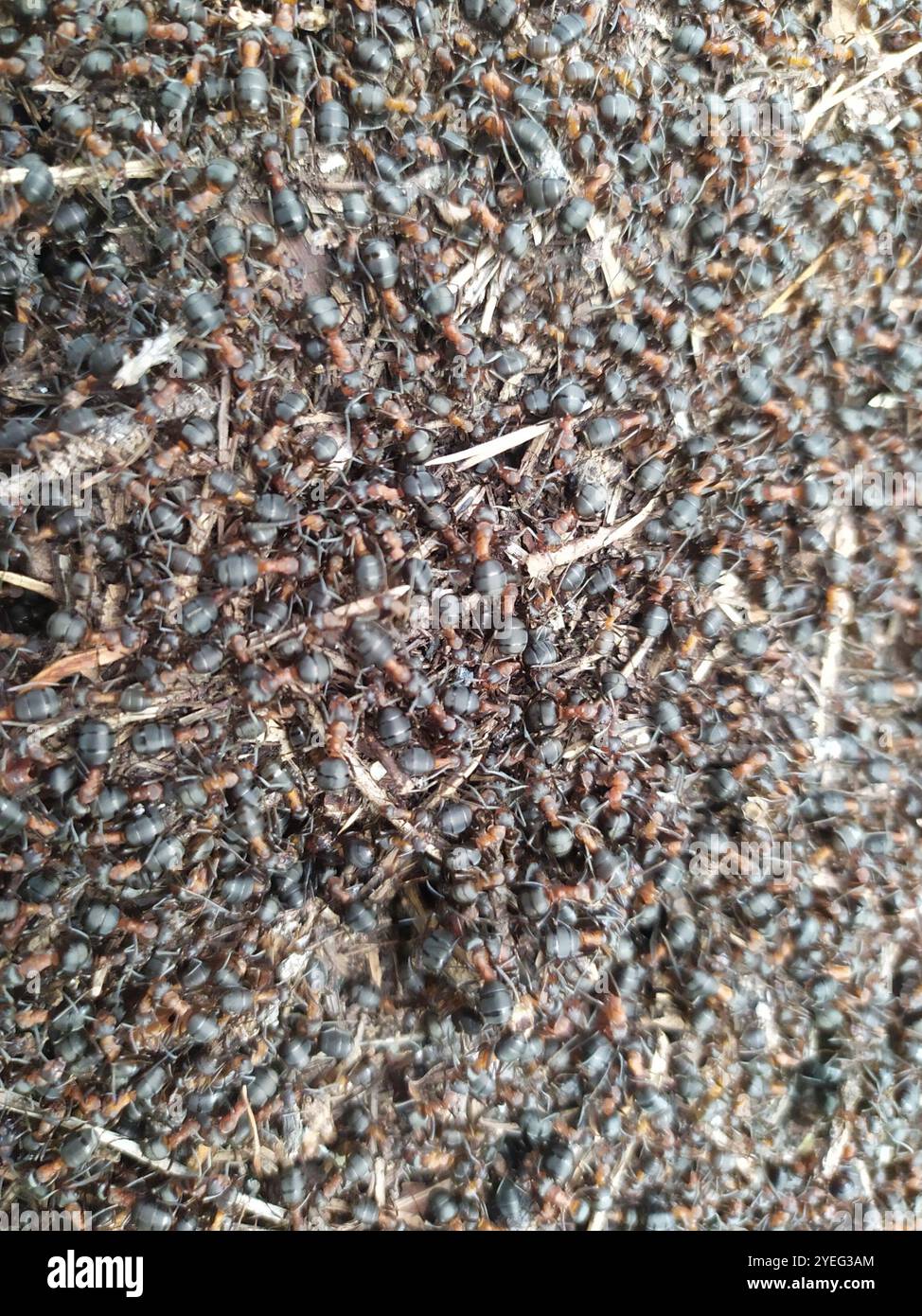 rufa-group Wood Ants (Formica rufa Stock Photo - Alamy