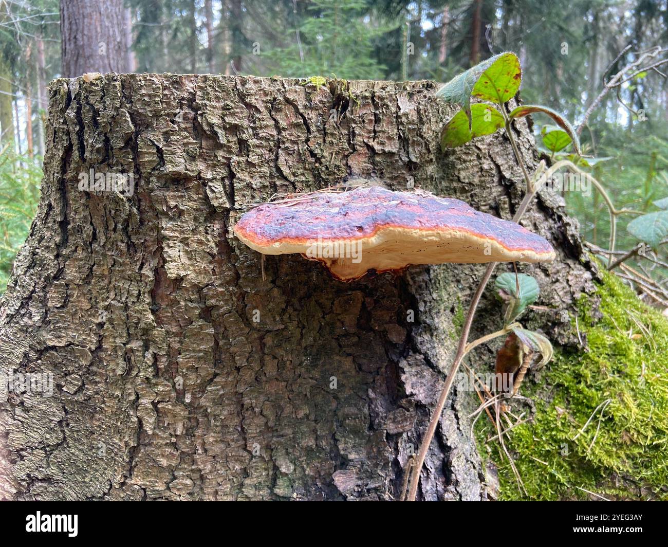 Red-banded Polypore (Fomitopsis pinicola Stock Photo - Alamy