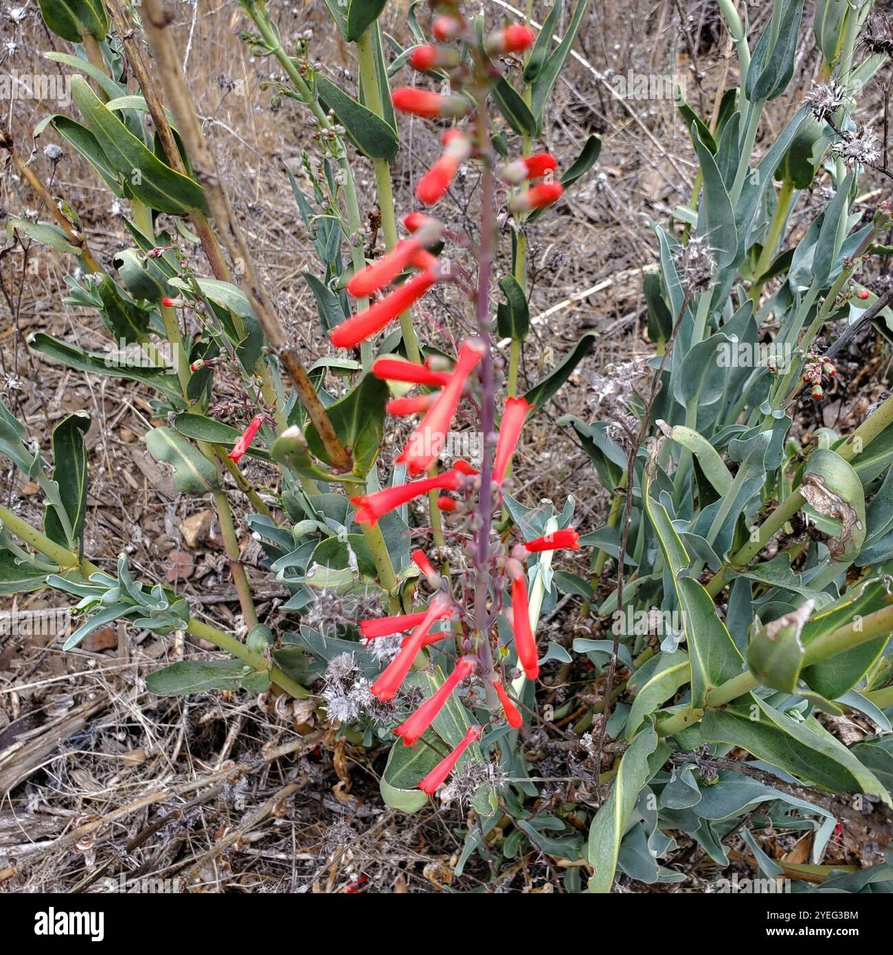 scarlet bugler (Penstemon centranthifolius Stock Photo - Alamy