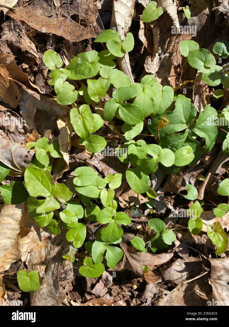 rattlesnake roots (Nabalus Stock Photo - Alamy