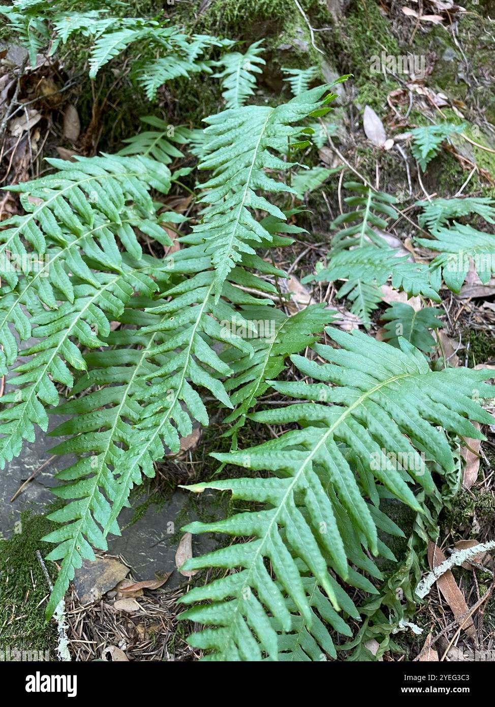 polypody ferns (Polypodium Stock Photo - Alamy