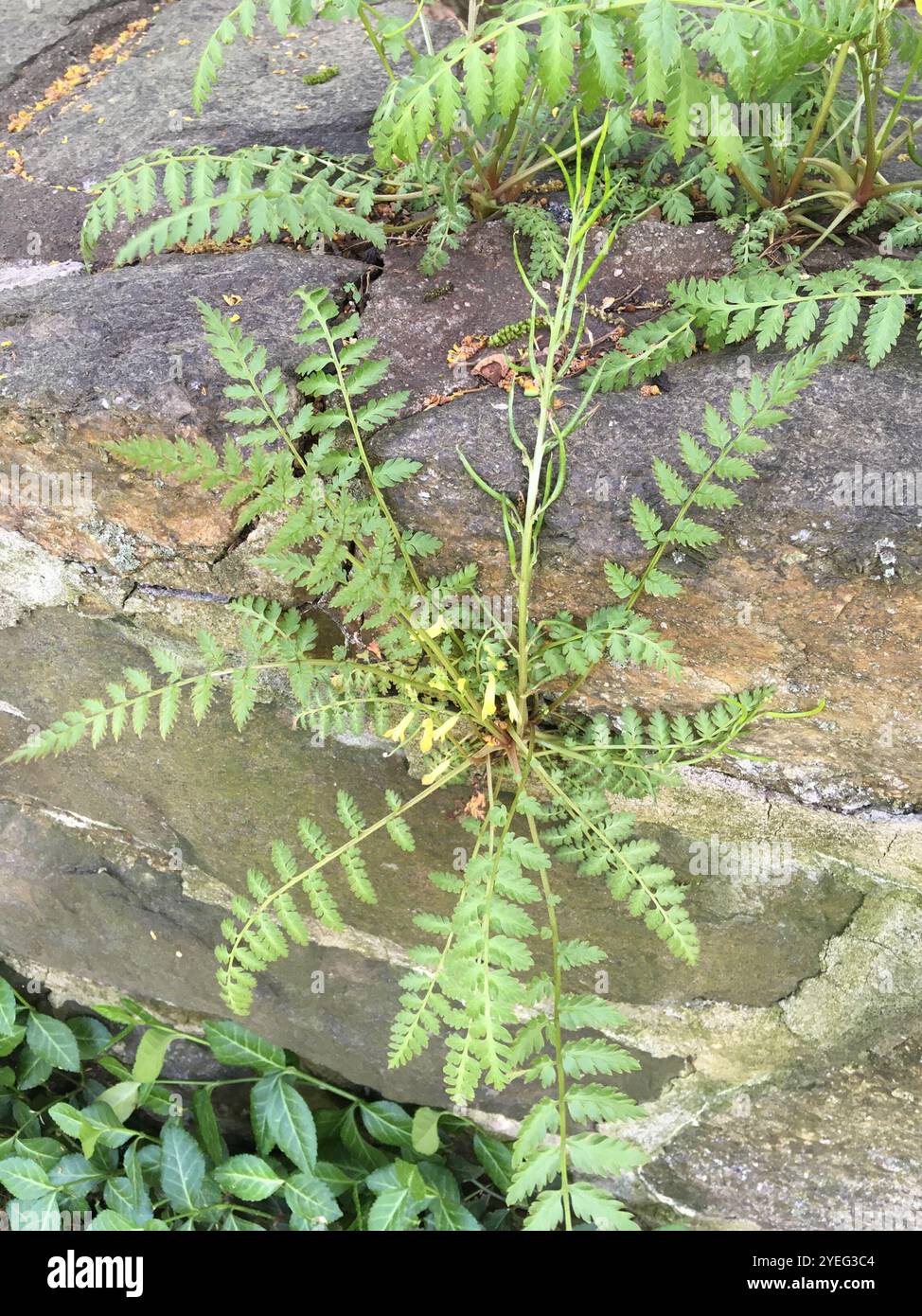 vascular plants (Tracheophyta Stock Photo - Alamy