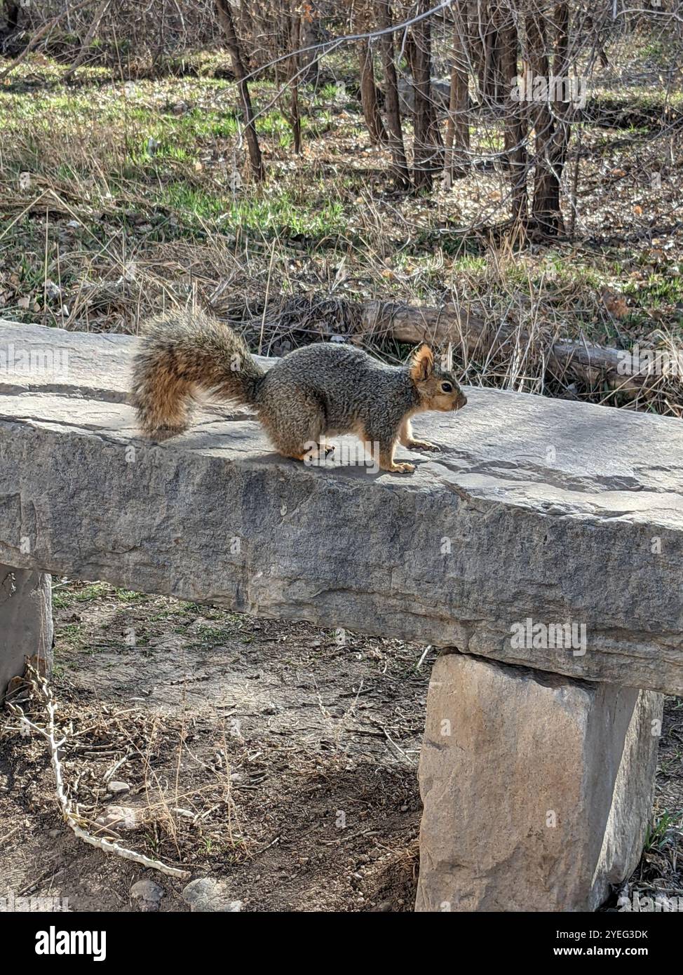 Eastern Fox Squirrel (Sciurus niger Stock Photo - Alamy
