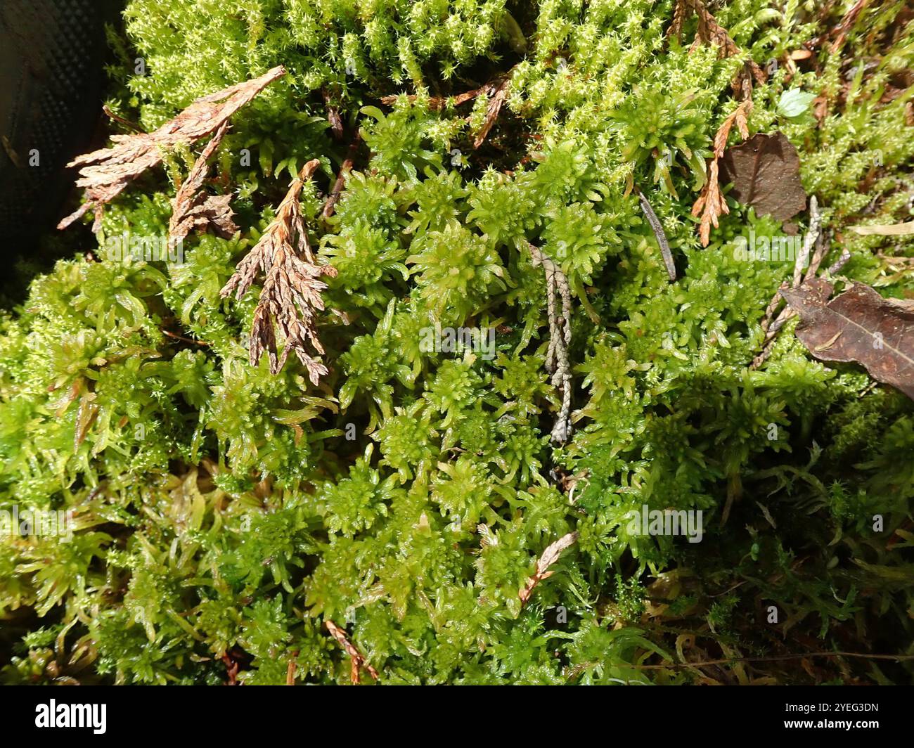 Sphagnum mosses (Sphagnum Stock Photo - Alamy