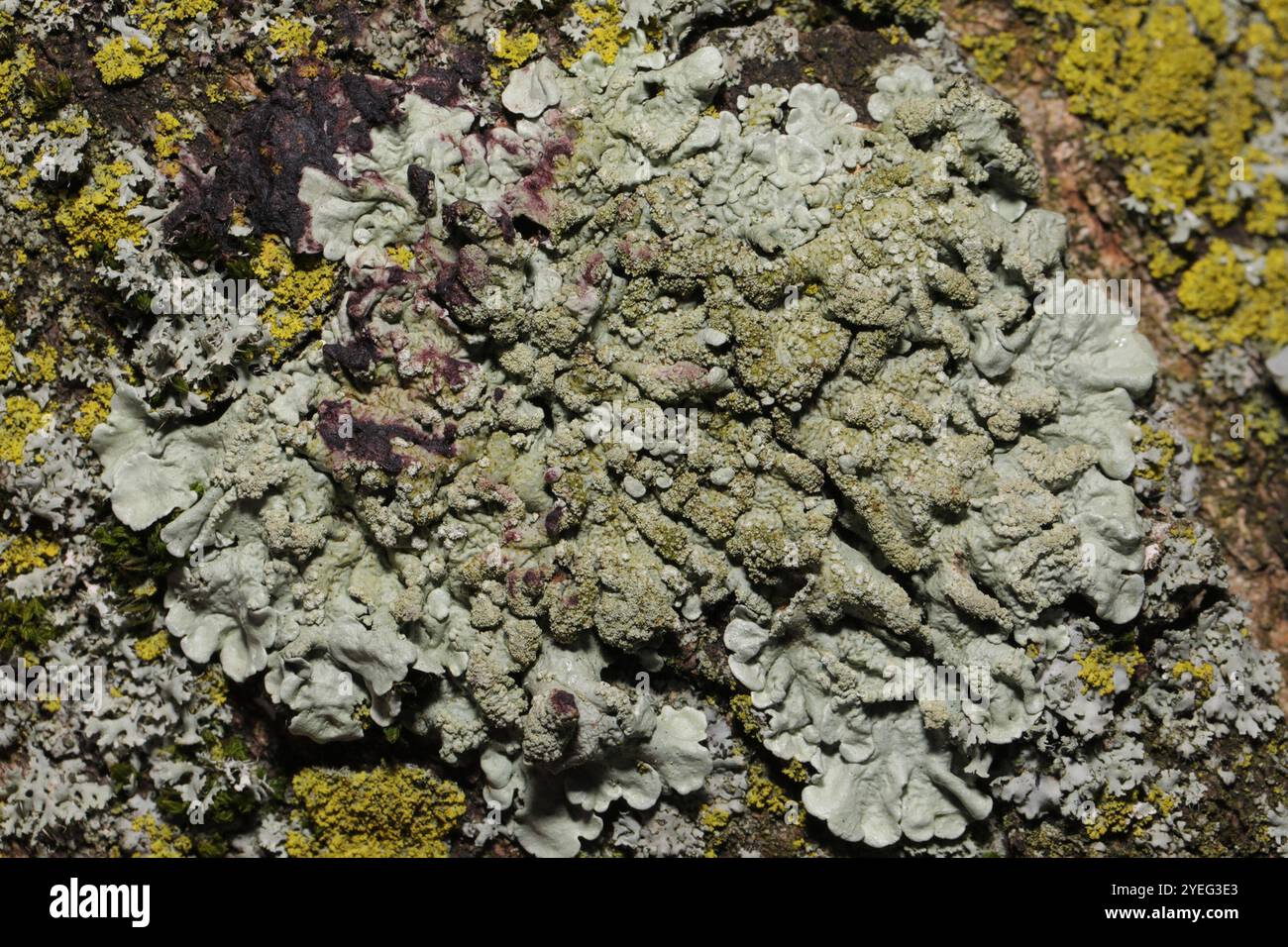 common greenshield lichen (Flavoparmelia caperata Stock Photo - Alamy