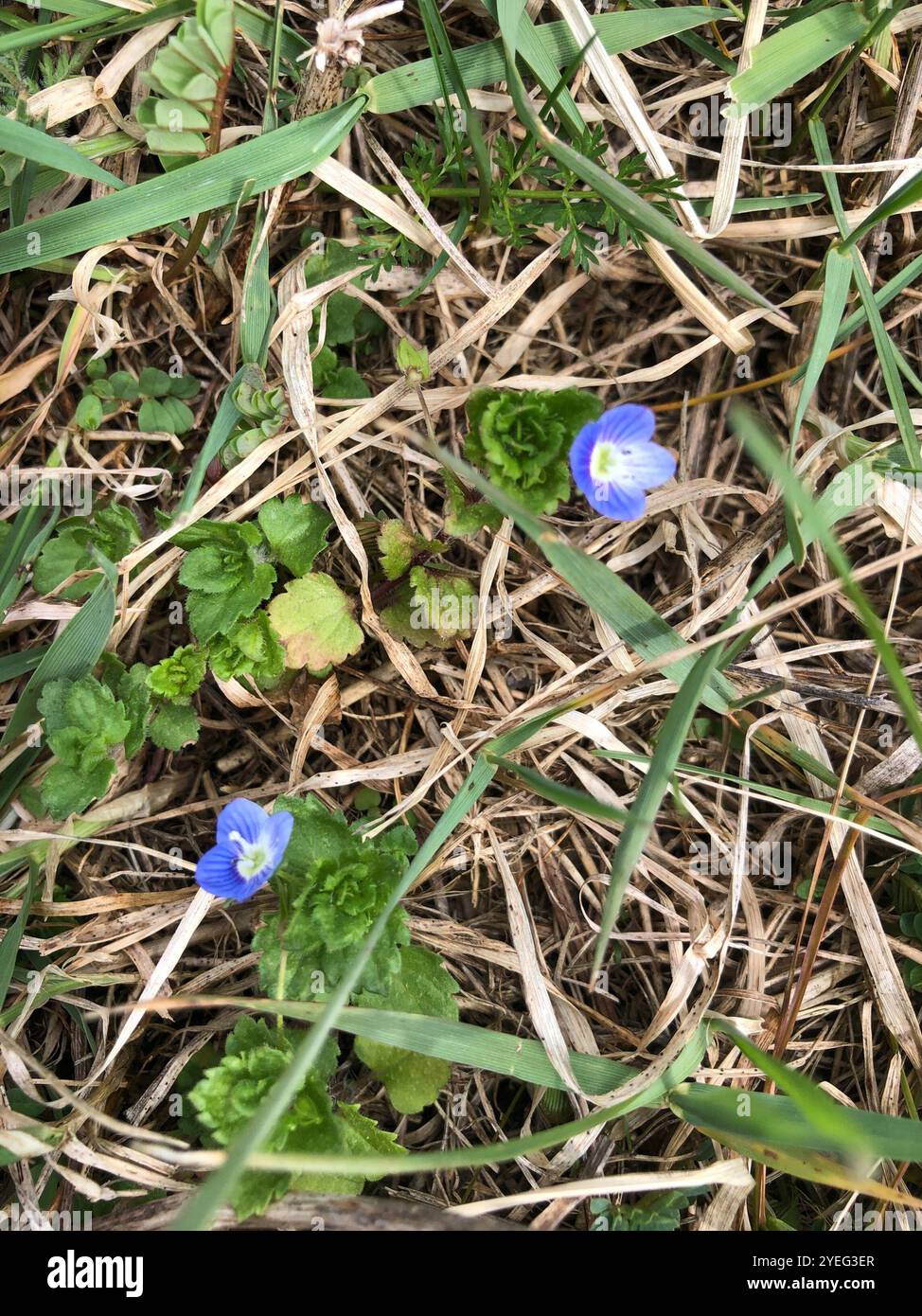 bird's-eye speedwell (Veronica persica Stock Photo - Alamy