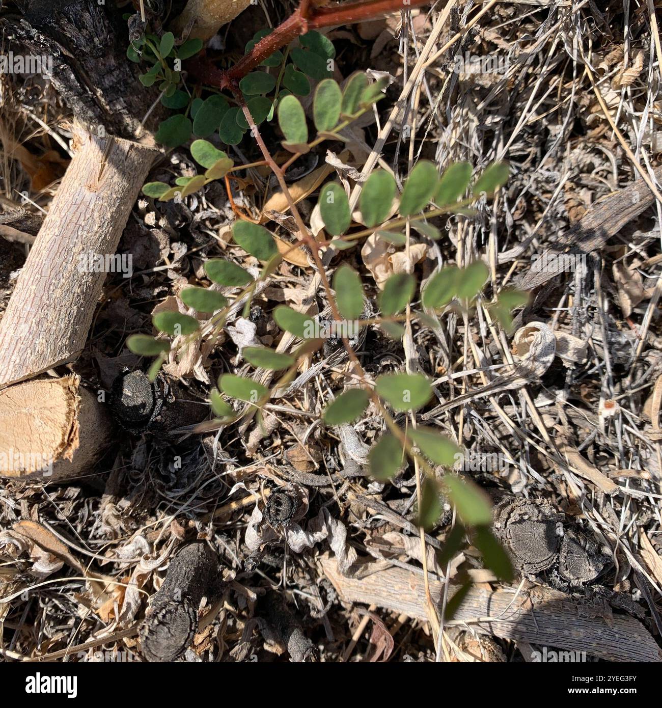 New Mexico locust (Robinia neomexicana Stock Photo - Alamy