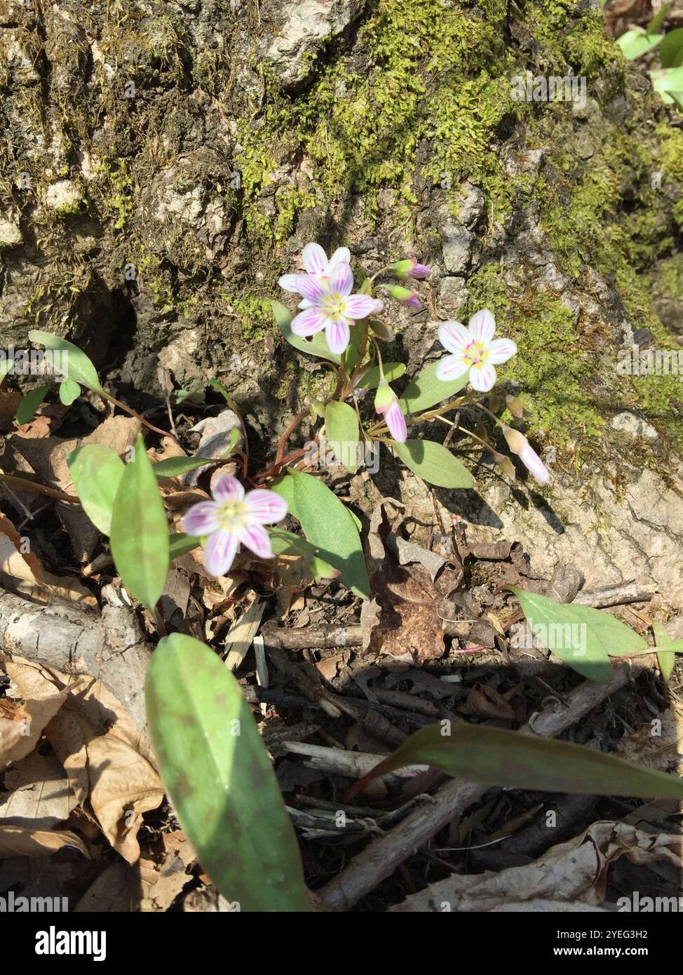 Carolina Springbeauty (Claytonia caroliniana Stock Photo - Alamy