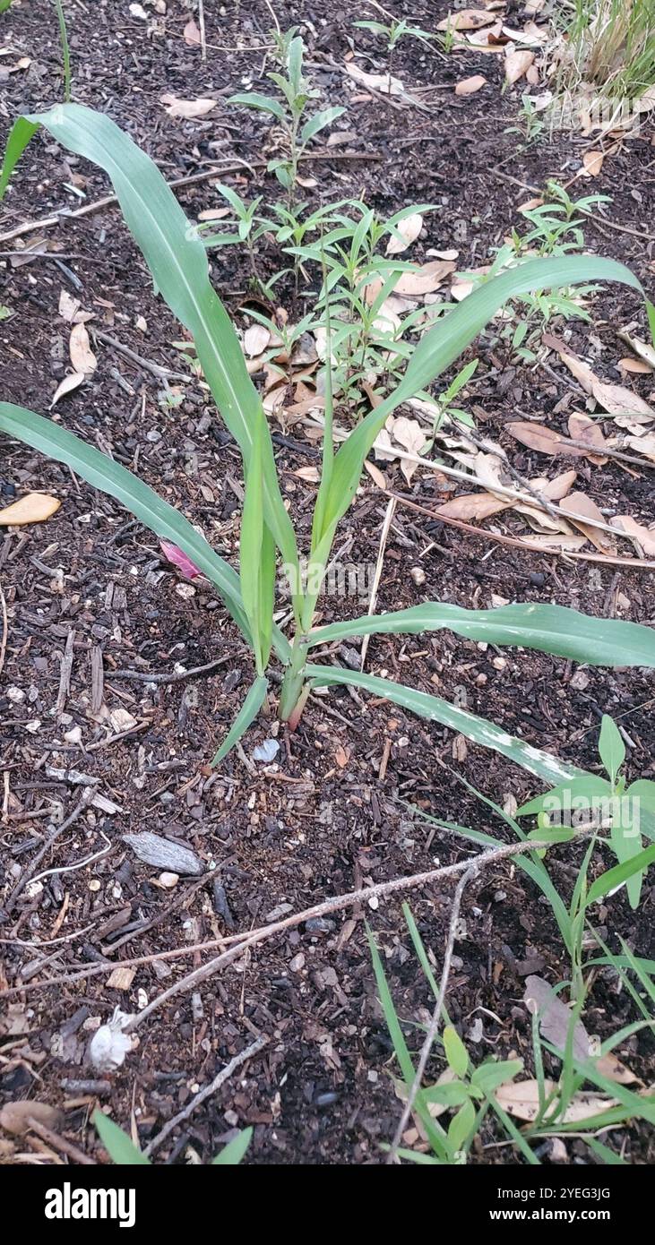 Johnson grass (Sorghum halepense Stock Photo - Alamy