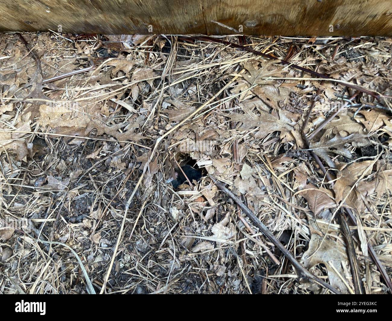 Hairy-tailed Mole (Parascalops breweri Stock Photo - Alamy