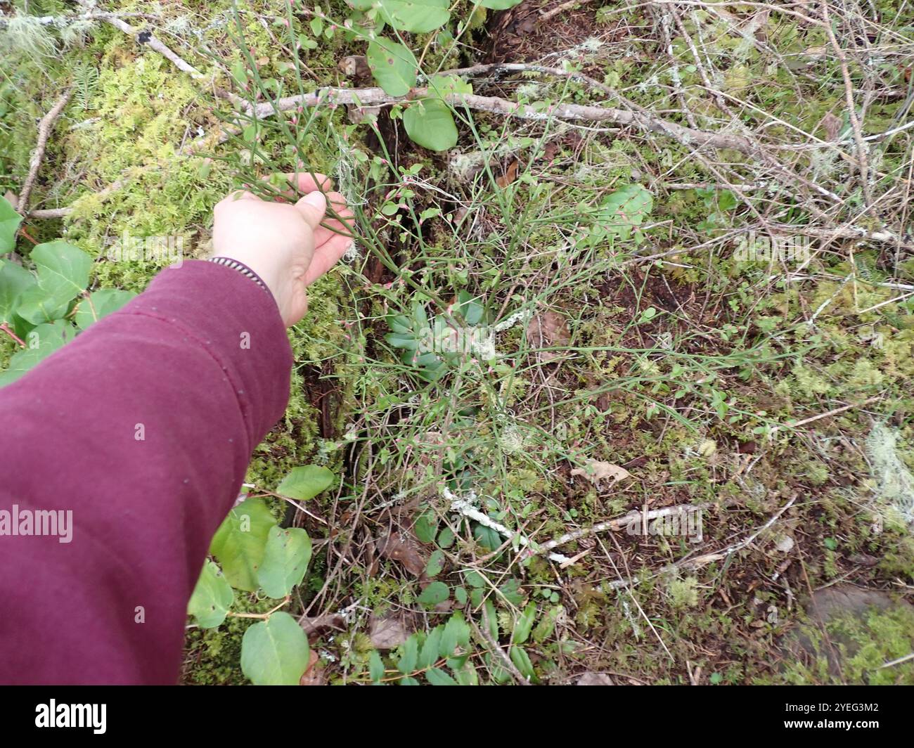 Red huckleberry vaccinium parvifolium hi-res stock photography and ...