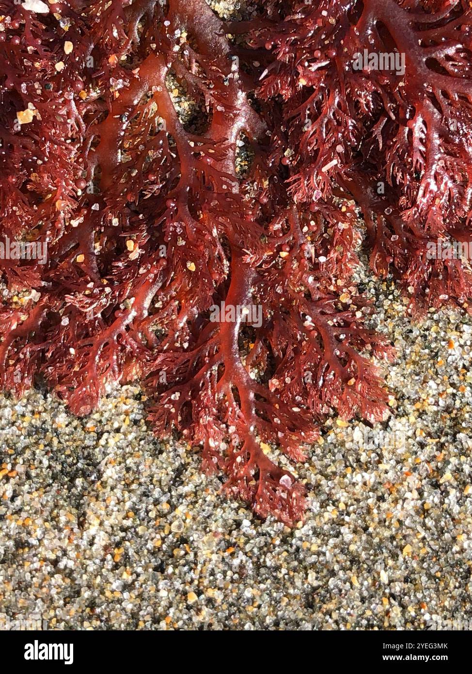 Microcladia hi-res stock photography and images - Alamy