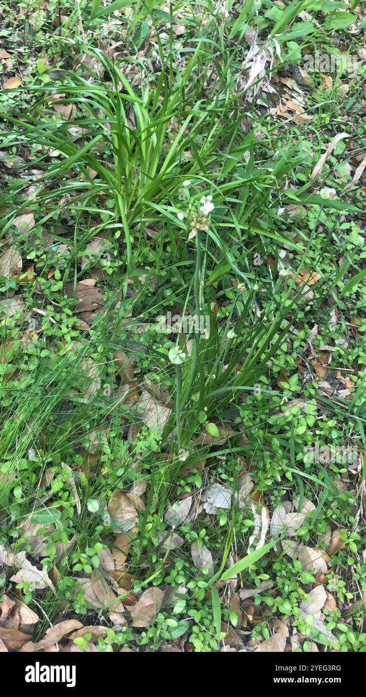 Canadian Meadow garlic (Allium canadense Stock Photo - Alamy
