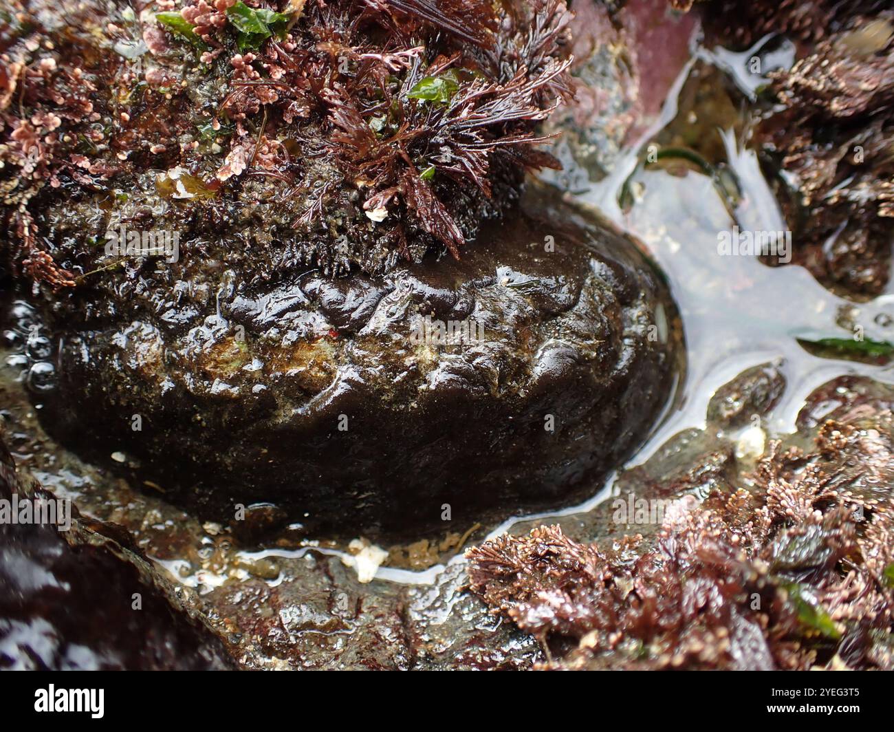 Black Leather Chiton (Katharina tunicata Stock Photo - Alamy