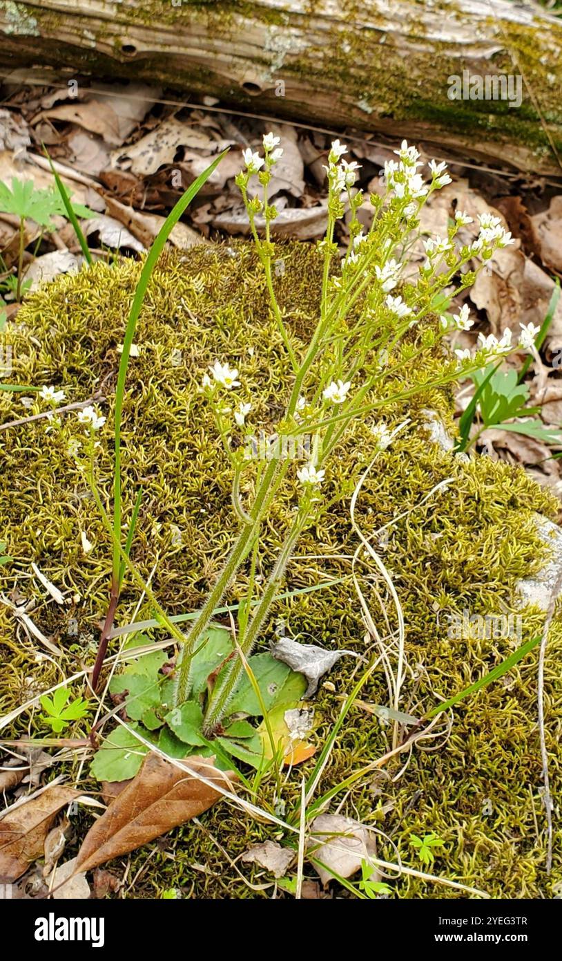 Micranthes virginiensis hi-res stock photography and images - Alamy