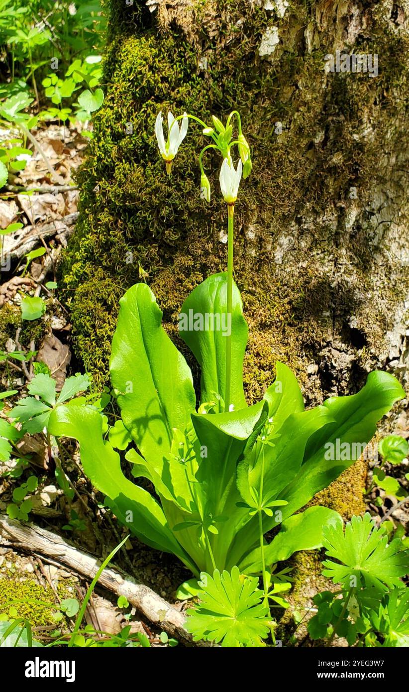 eastern shooting star (Primula meadia Stock Photo - Alamy