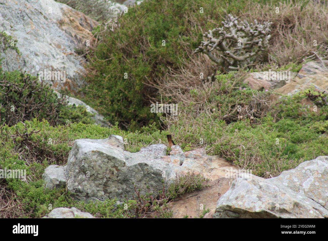 Cape Familiar Chat (Oenanthe familiaris familiaris Stock Photo - Alamy