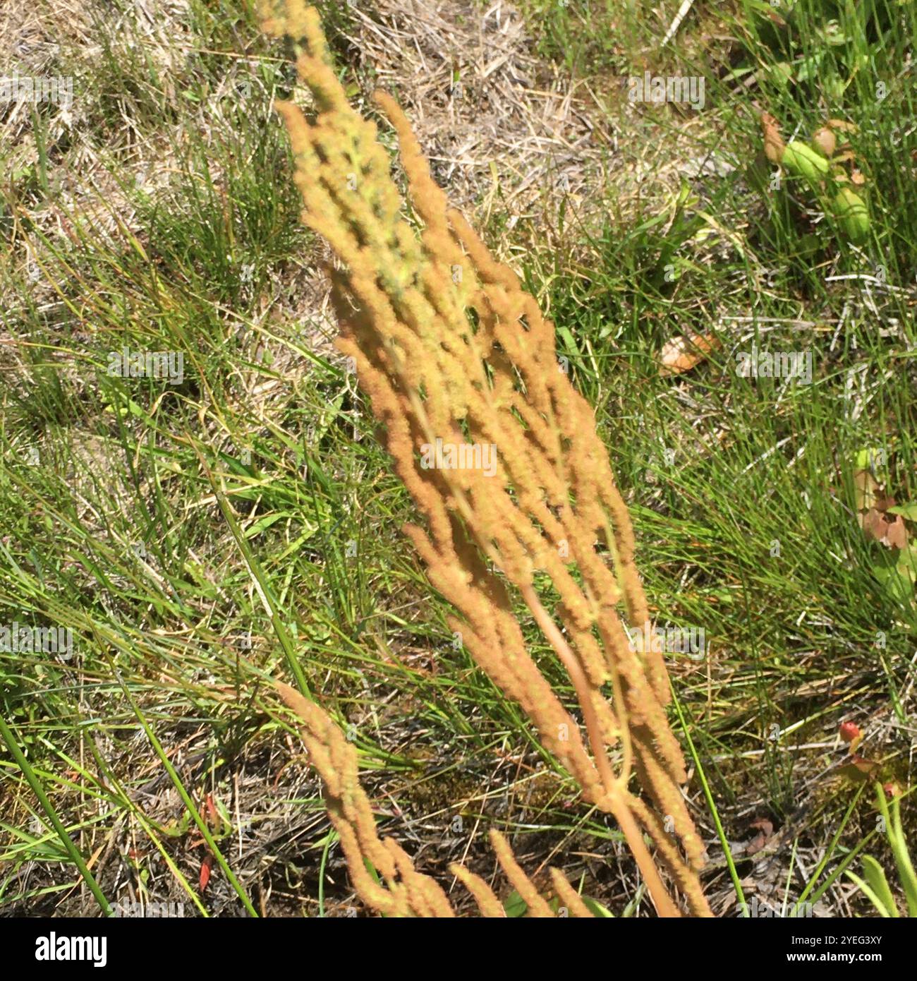 American royal fern hi-res stock photography and images - Alamy