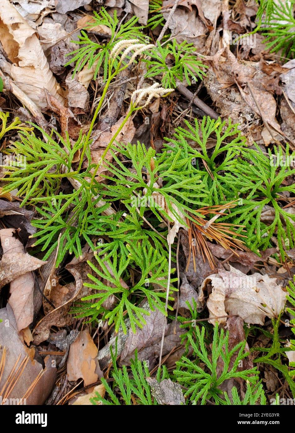 fan clubmoss (Diphasiastrum digitatum Stock Photo - Alamy