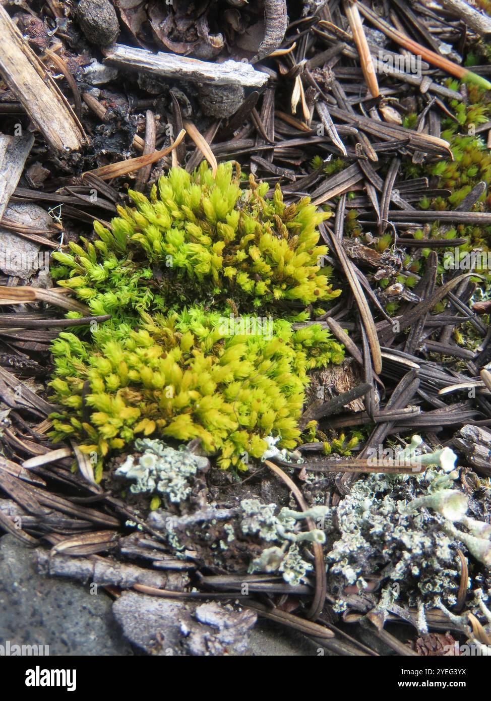 ribbed bog moss (Aulacomnium palustre Stock Photo - Alamy